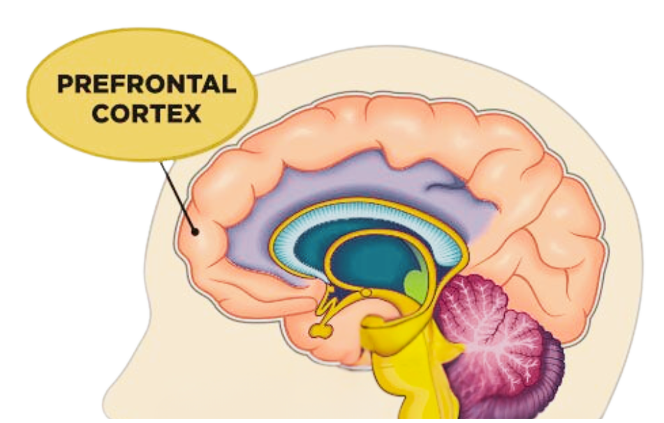 How Trauma Affects the Brain: Understanding the Science Behind PTSD ...